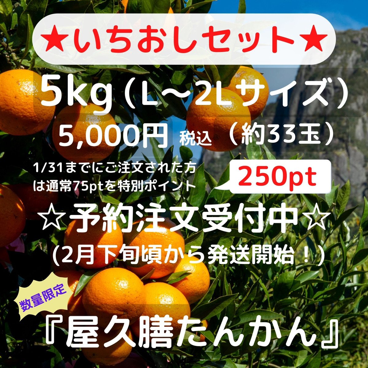 ☆予約受付開始☆ 屋久膳旬果『屋久膳たんかん』5kg入（L〜2Lサイズ混合）